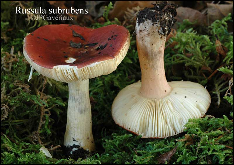 Russula_subrubens