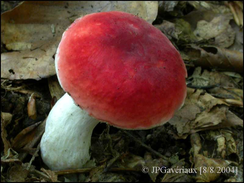 Russula_rubra