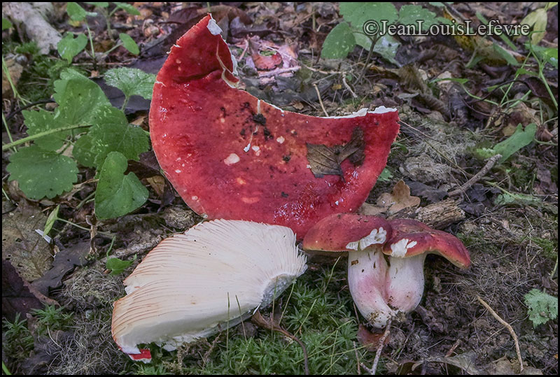 Russula_amarissima