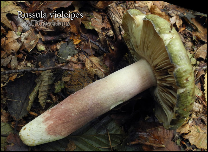 Russula_amarissima