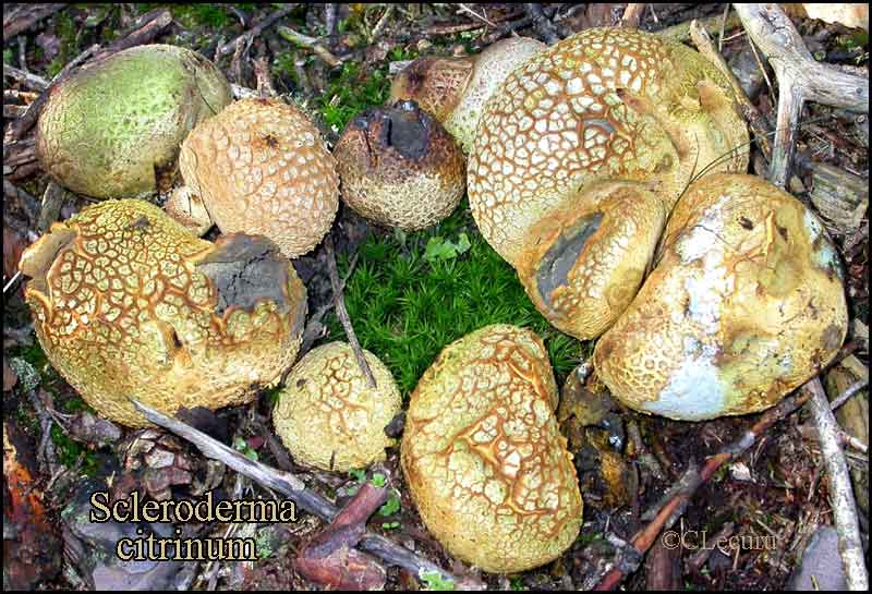 Scleroderma_citrinum