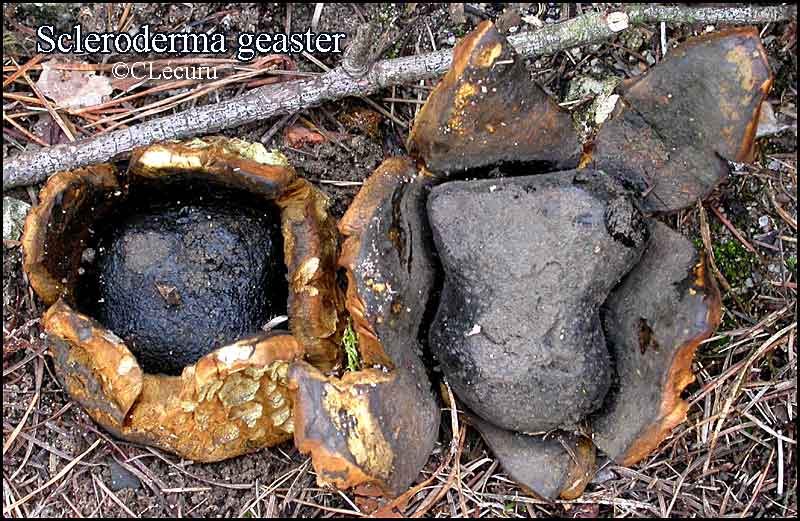 Scleroderma_geaster