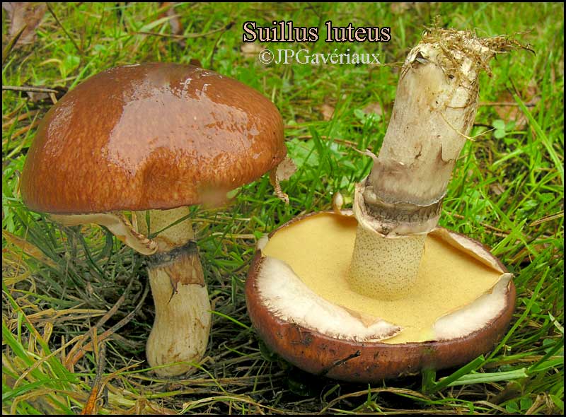 Suillus_luteus