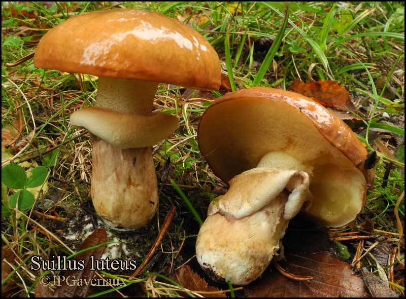 Suillus_luteus
