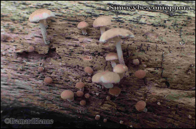Simocybe_coniophora