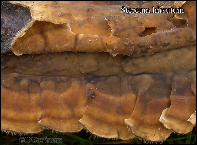 Stereum_hirsutum