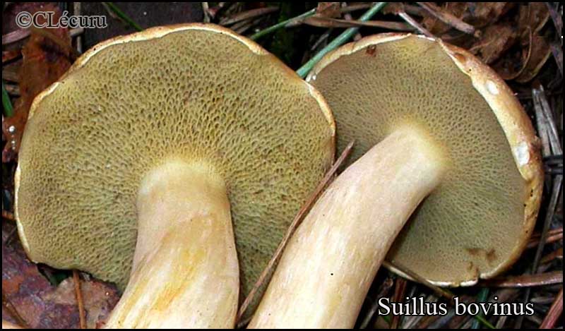 Suillus_bovinus