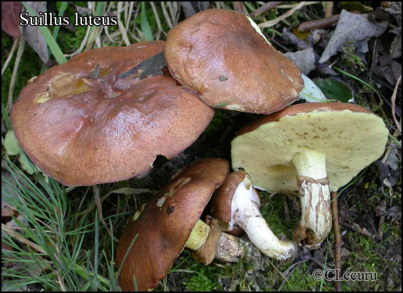 Suillus_luteus