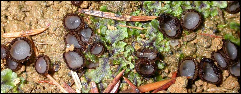 Trichophaea_gregaria