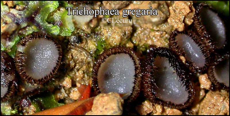Trichophaea_gregaria