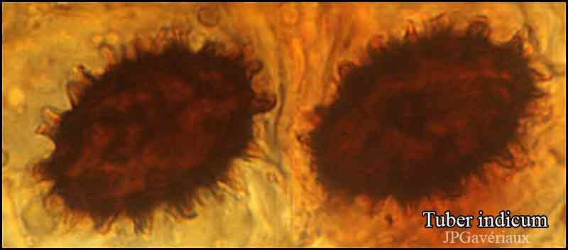 Tuber_indicum