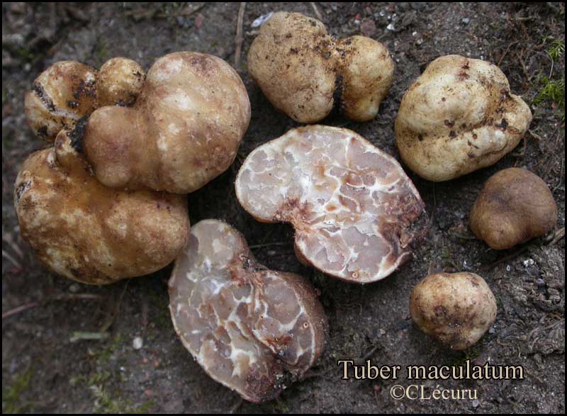 Tuber_maculatum