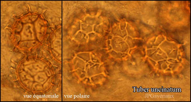 Tuber_uncinatum