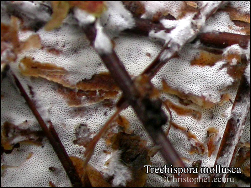 Trechispora_mollusca