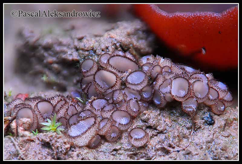 Trichophaea_pseudogregaria