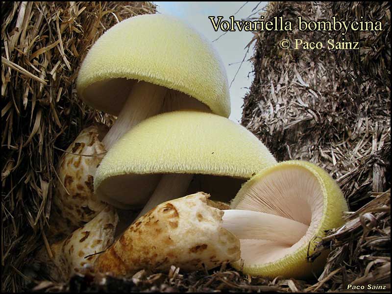 Volvariella_bombycina