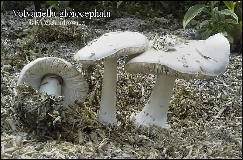 Volvopluteus_gloiocephalus